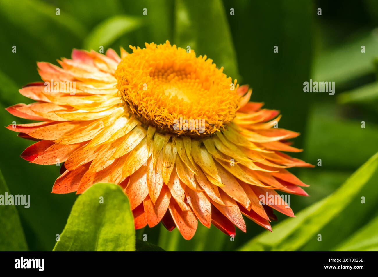 Early Sprinf flowers showing vivid and vibrant colors and great details ...
