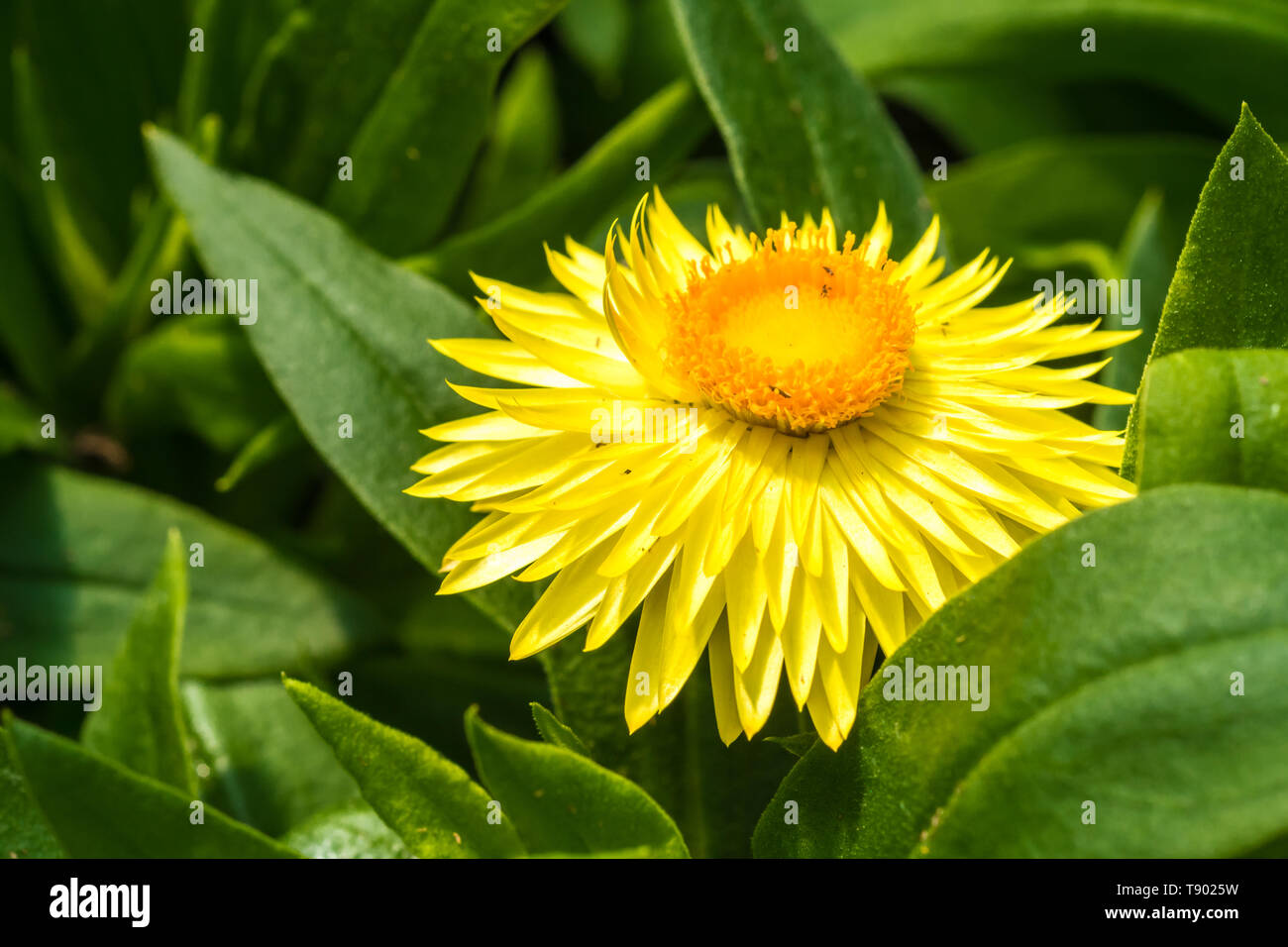 Early Sprinf flowers showing vivid and vibrant colors and great details ...