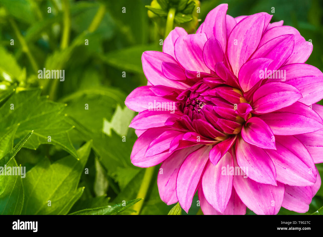 Early Sprinf flowers showing vivid and vibrant colors and great details ...