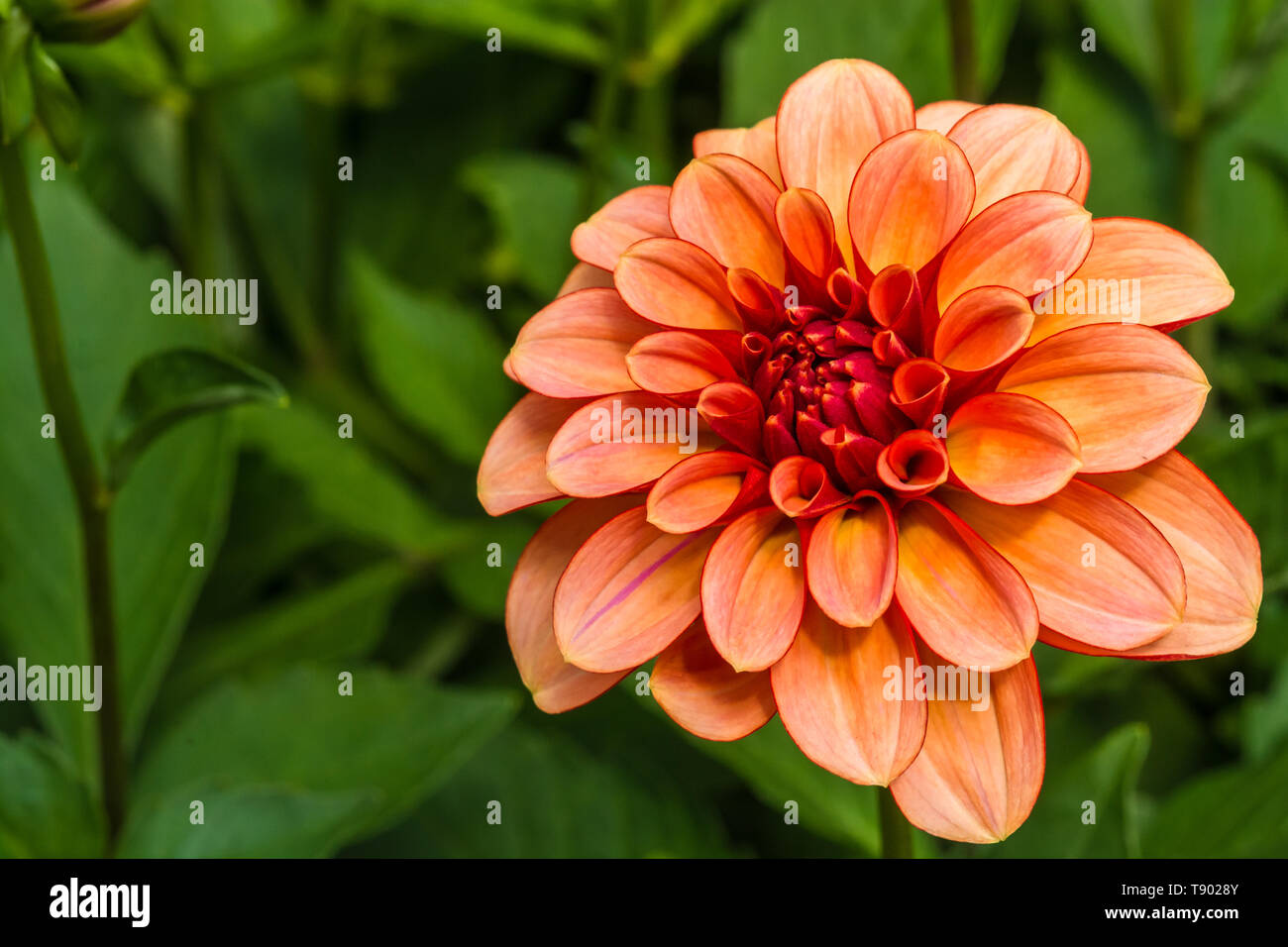 Early Sprinf flowers showing vivid and vibrant colors and great details ...