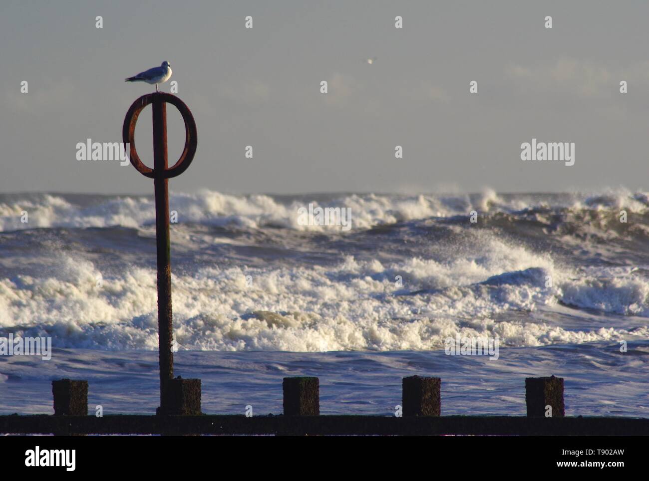 Herring Gull (Larus argentatus) Perched on a Beach Groyne Marker as ...