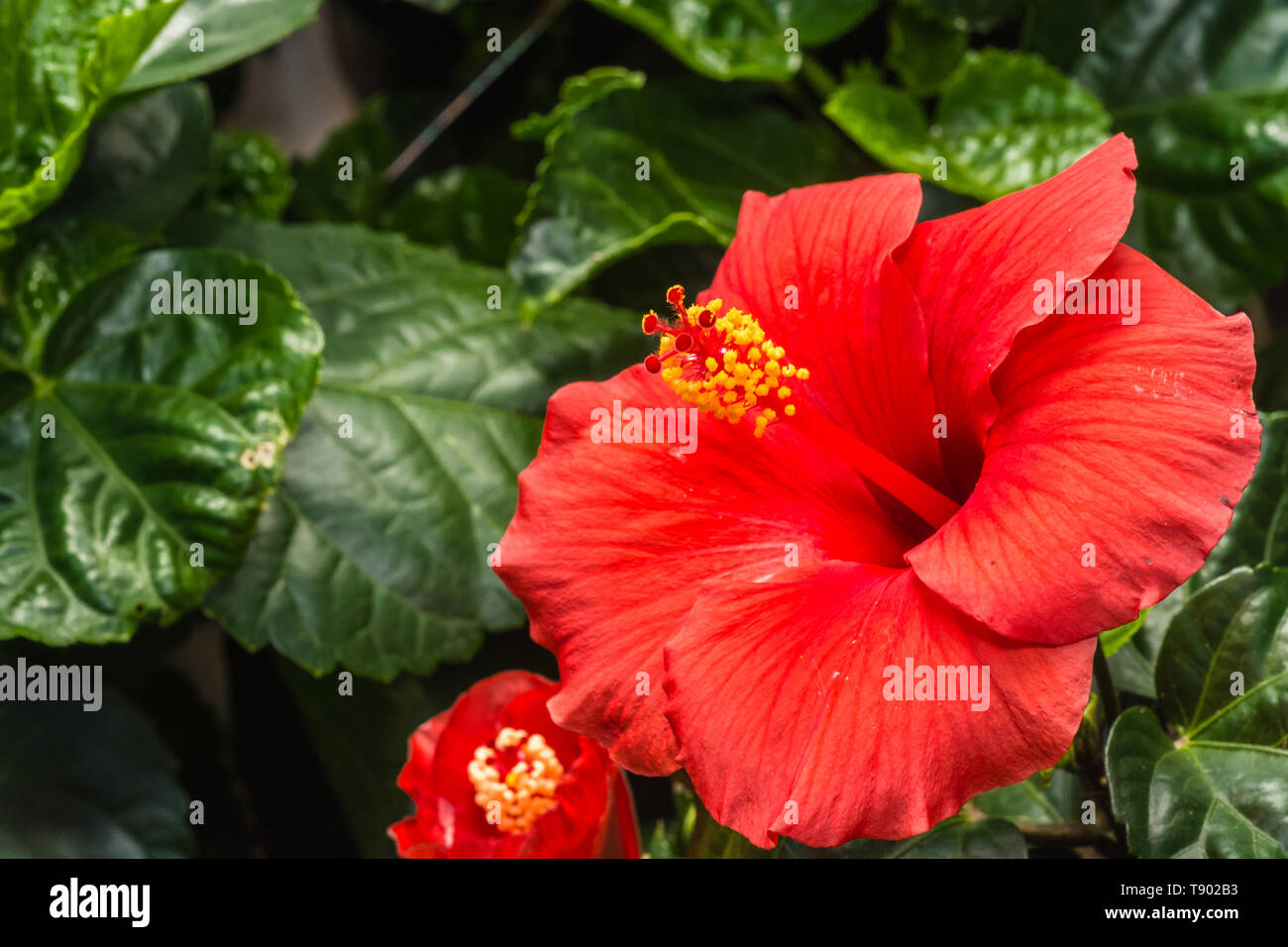 Early Sprinf flowers showing vivid and vibrant colors and great details ...