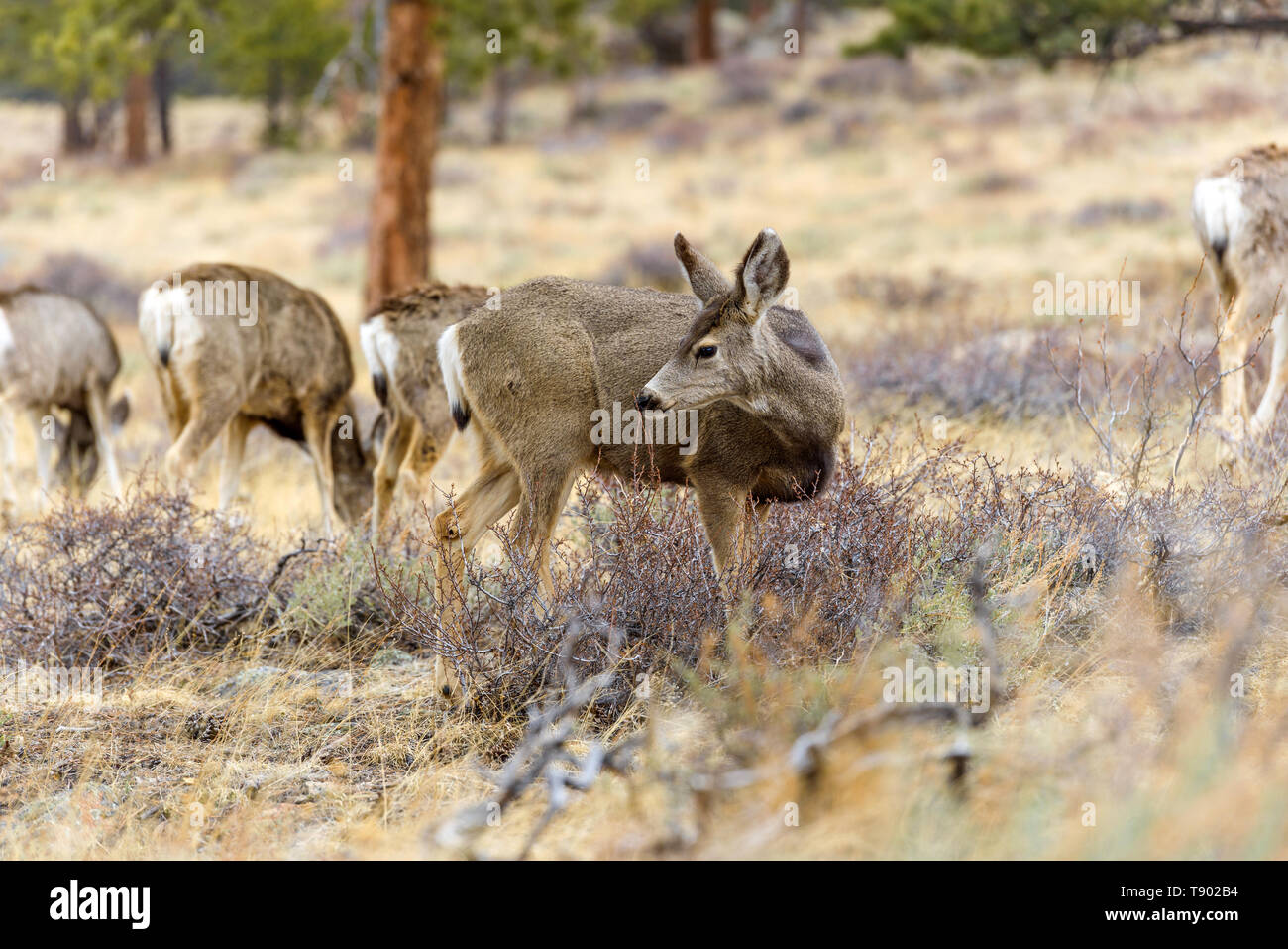 Mule deer herd in winter hi-res stock photography and images - Alamy