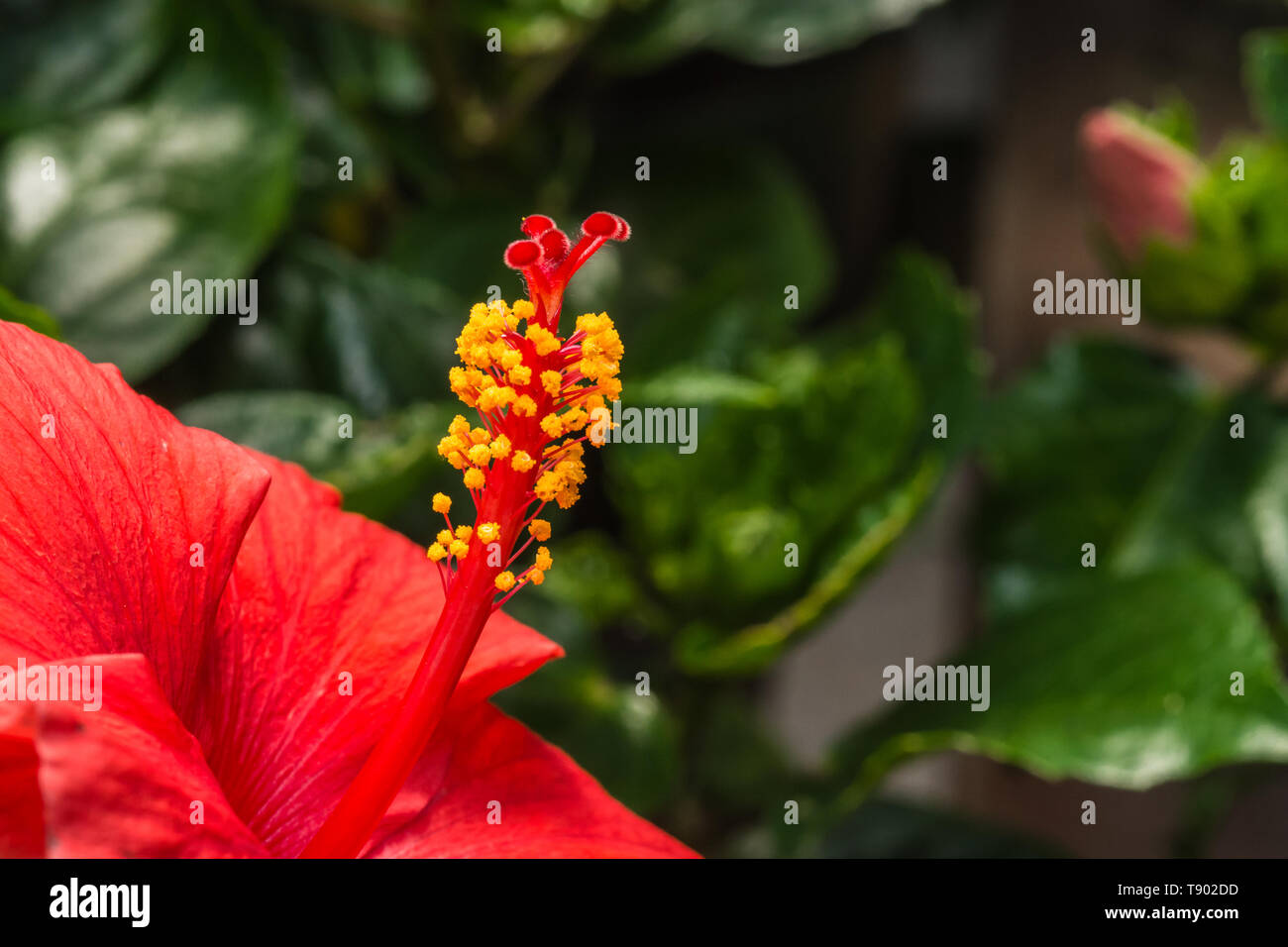 Early Sprinf flowers showing vivid and vibrant colors and great details ...