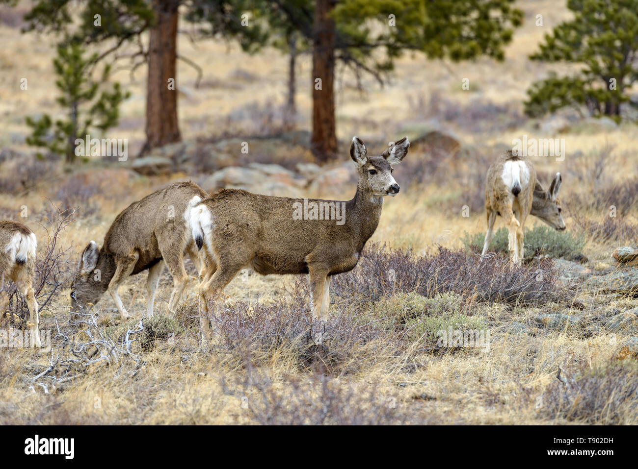 Spring Deer - A mule deer standing alerted and watching in a pine ...