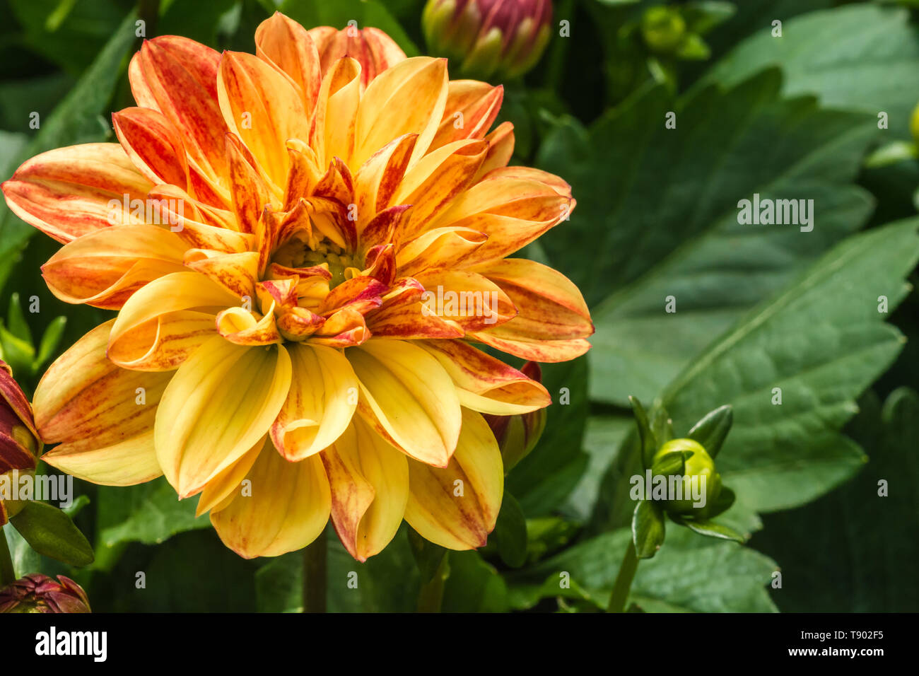 Early Sprinf flowers showing vivid and vibrant colors and great details ...