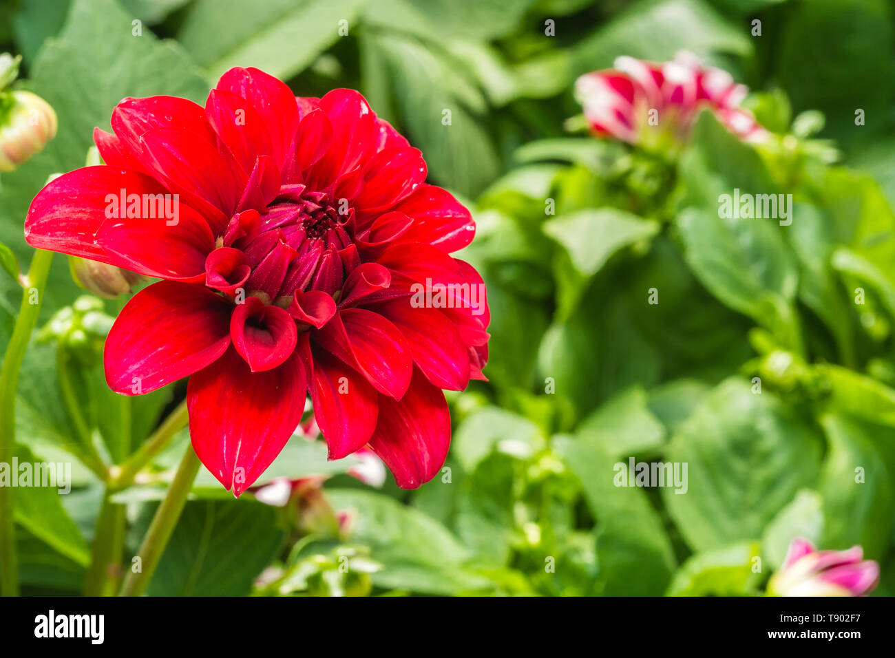 Early Sprinf flowers showing vivid and vibrant colors and great details ...