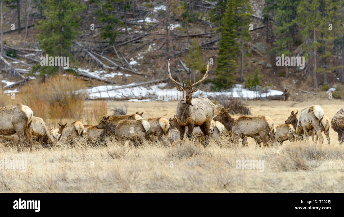 Bull Elk - A strong bull elk standing alerted in front of its herd ...