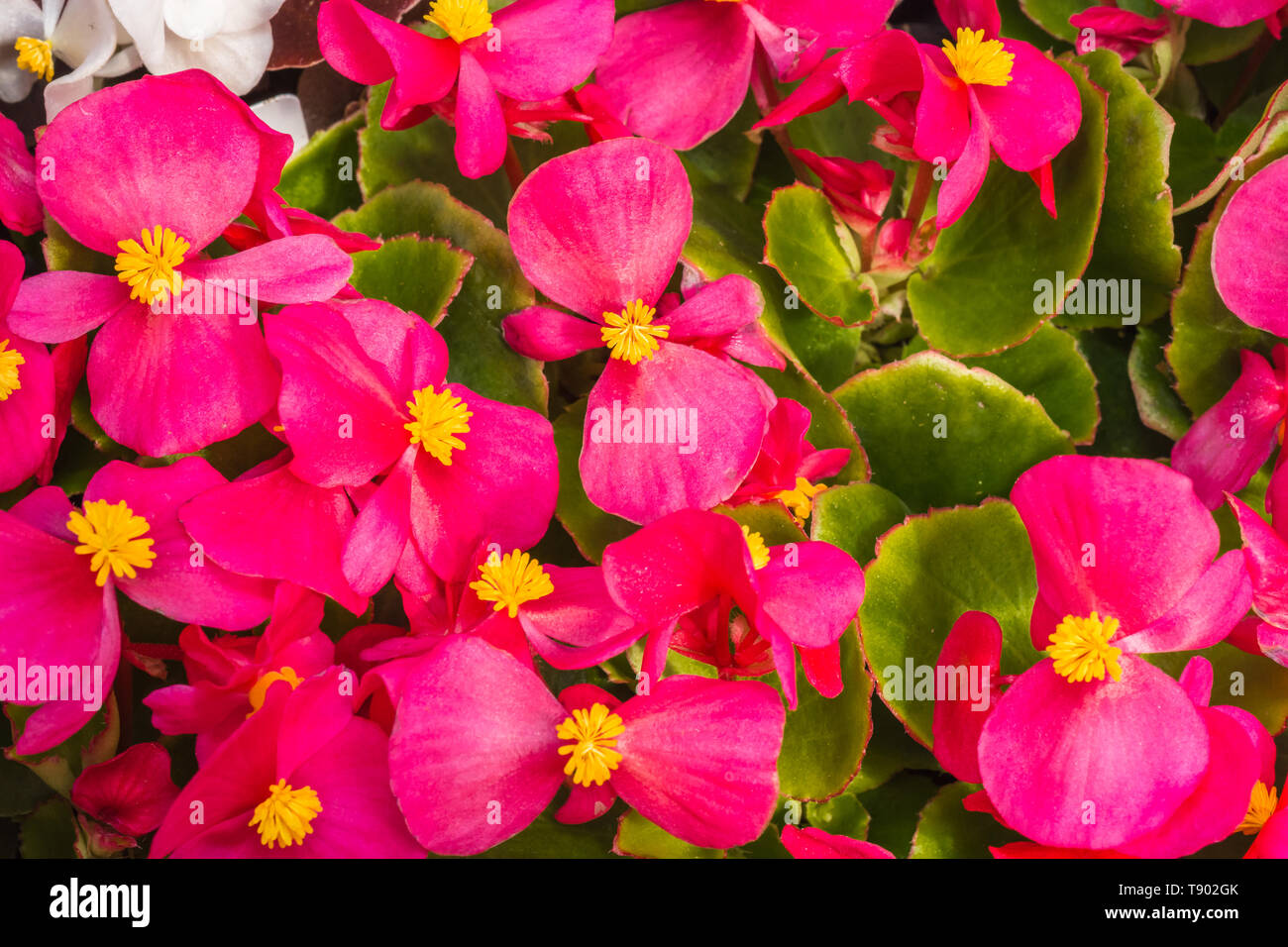 Early Sprinf flowers showing vivid and vibrant colors and great details ...