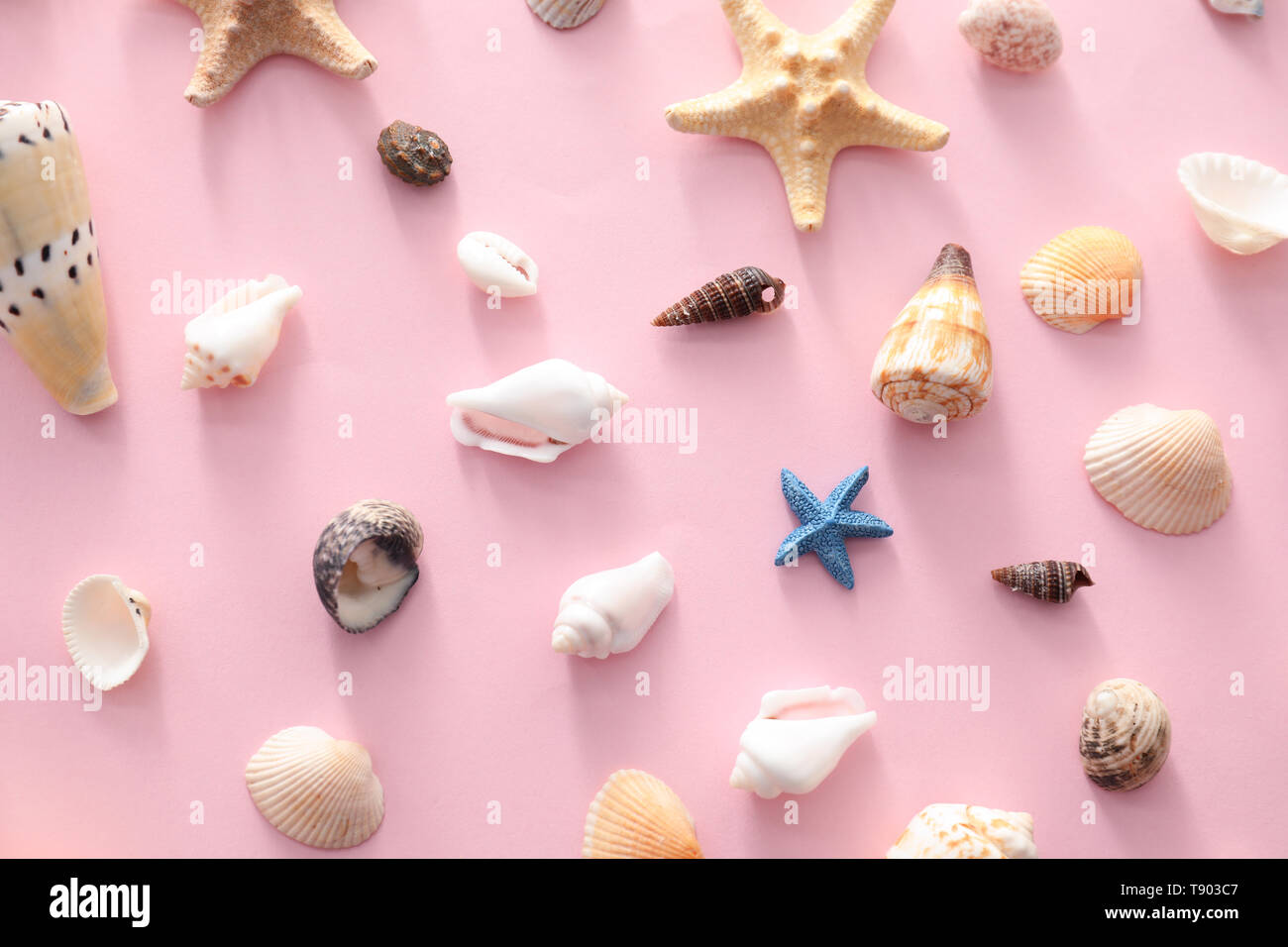 Different sea shells on color background Stock Photo - Alamy