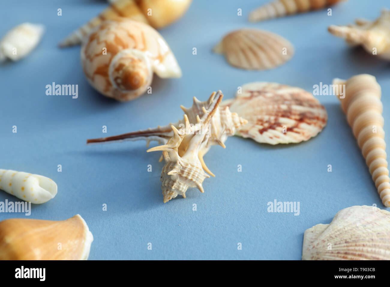 Different sea shells on color background Stock Photo - Alamy