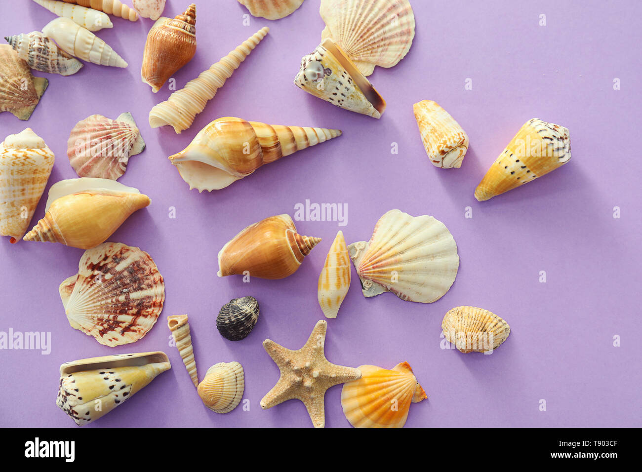 Different sea shells on color background Stock Photo - Alamy
