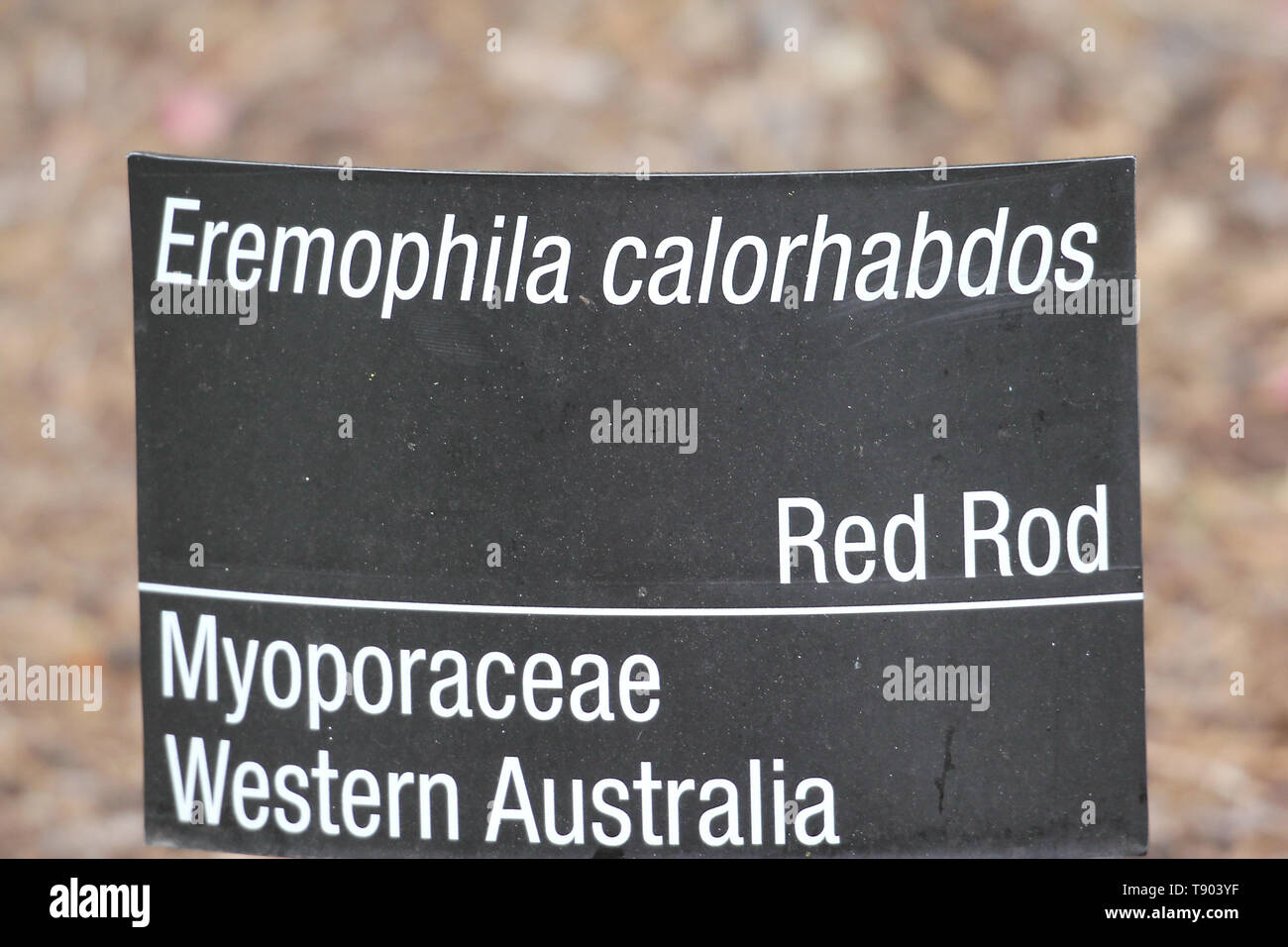 Visit Australia. WESTERN AUSTRALIA'S JOURNAL OF SYSTEMATIC BOTANY, Red ...