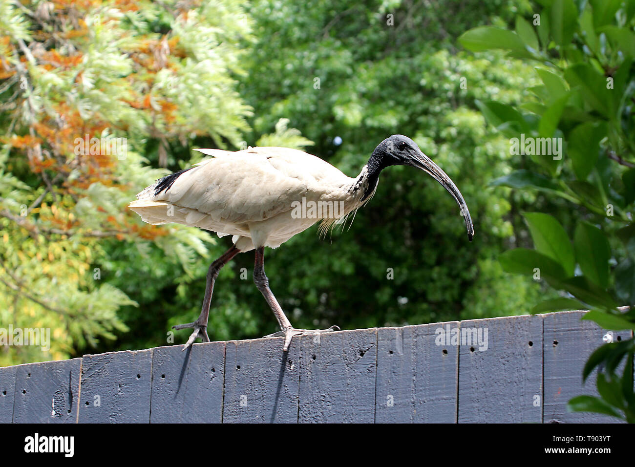 The Australian White Ibis, Threskiornis molucca. is identified by its ...