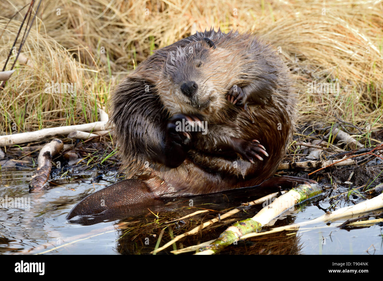 An adult beaver "Castor canadensis", scratching under his chin with a ...