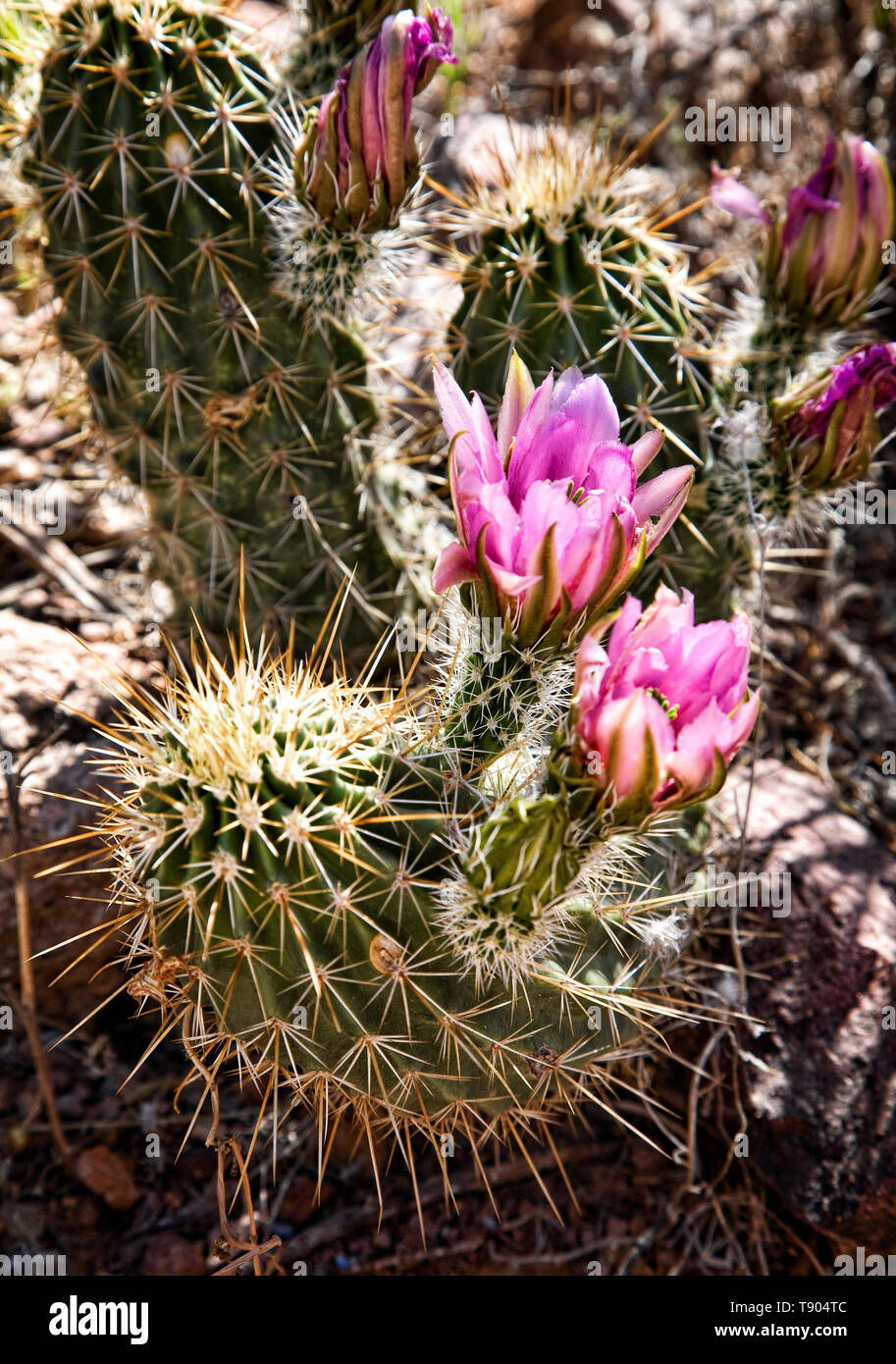 Cactus in bloom hi-res stock photography and images - Alamy