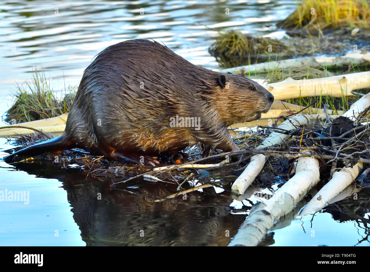 A side view of a wild adult beaver "Castor canadensis" walking up on a ...