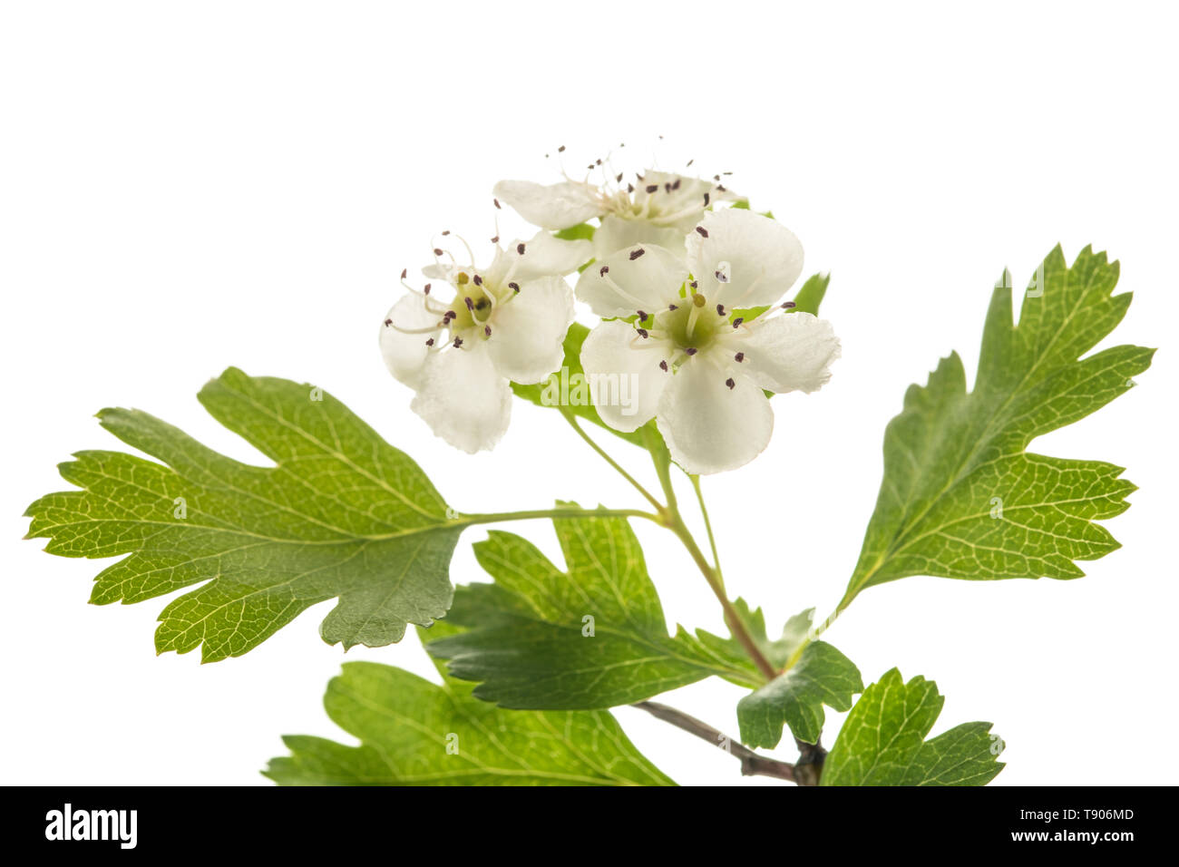 Hawthorn (Crataegus monogyna) flowers isolated on white background ...