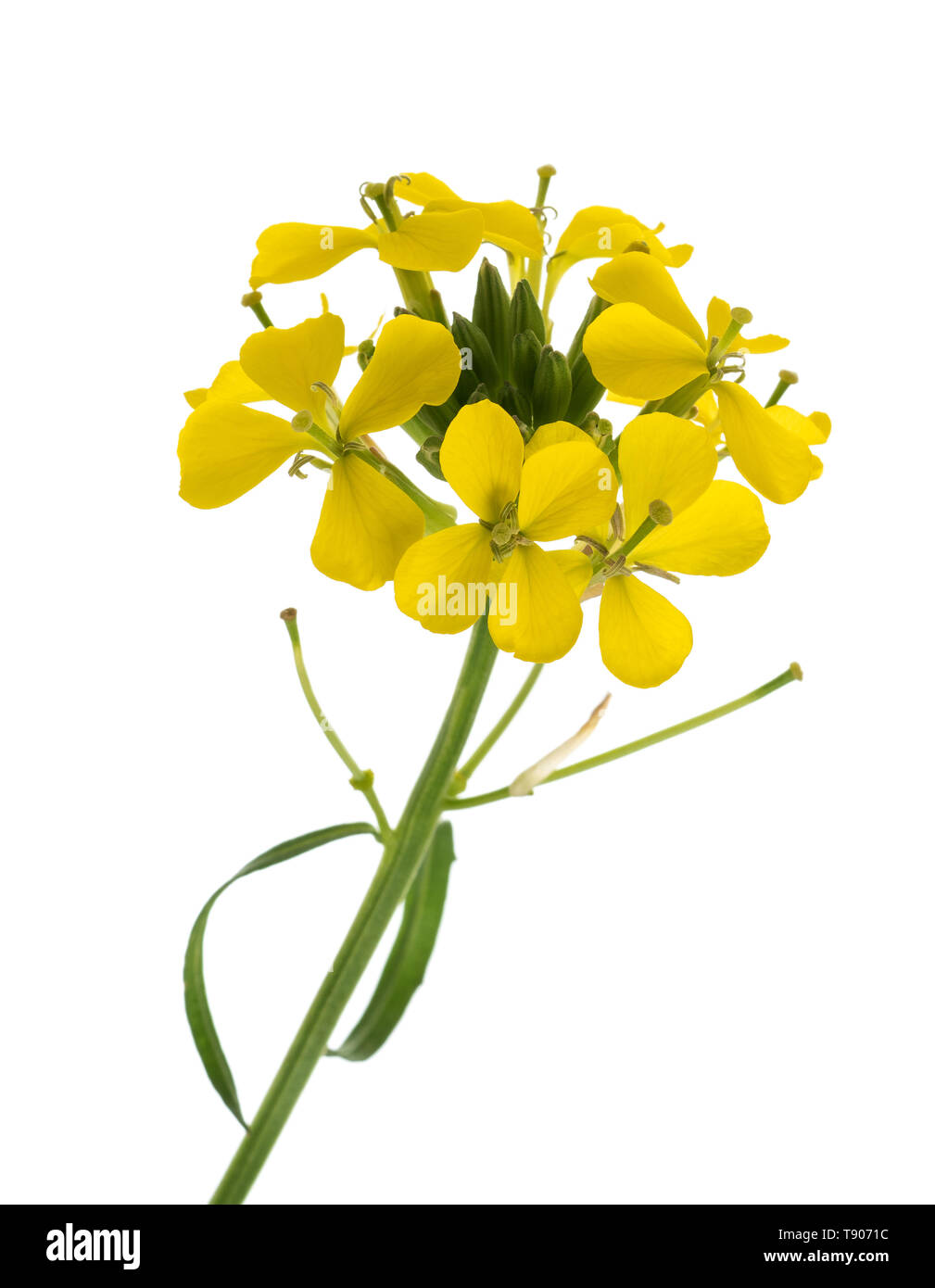 Yellow Wallflowers isolated on white background Stock Photo - Alamy