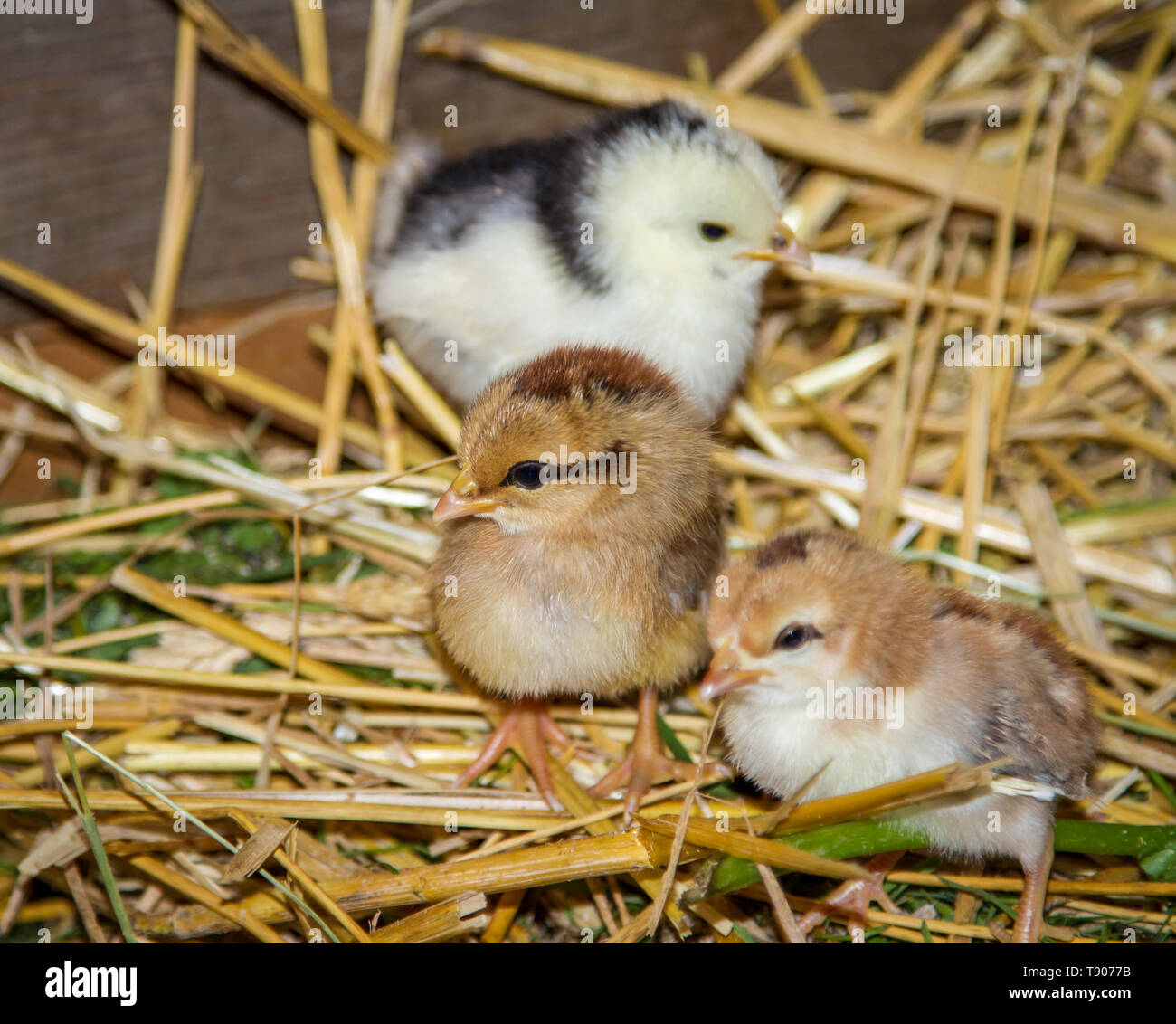 Stoapiperl, Steinhendl - fledglings - critically endangered chicken ...
