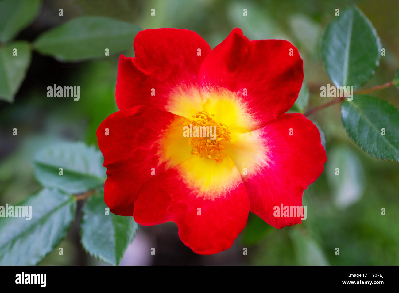 Red Yellow Rosa Cocktail Meimick Shrub Rose Stock Photo - Alamy