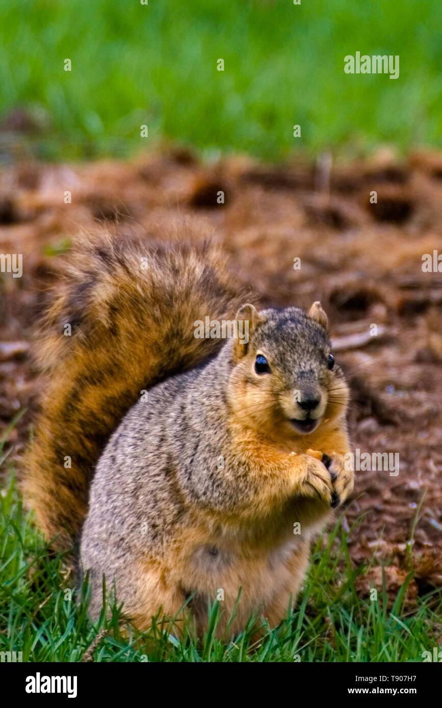Squirrel talking hi-res stock photography and images - Alamy