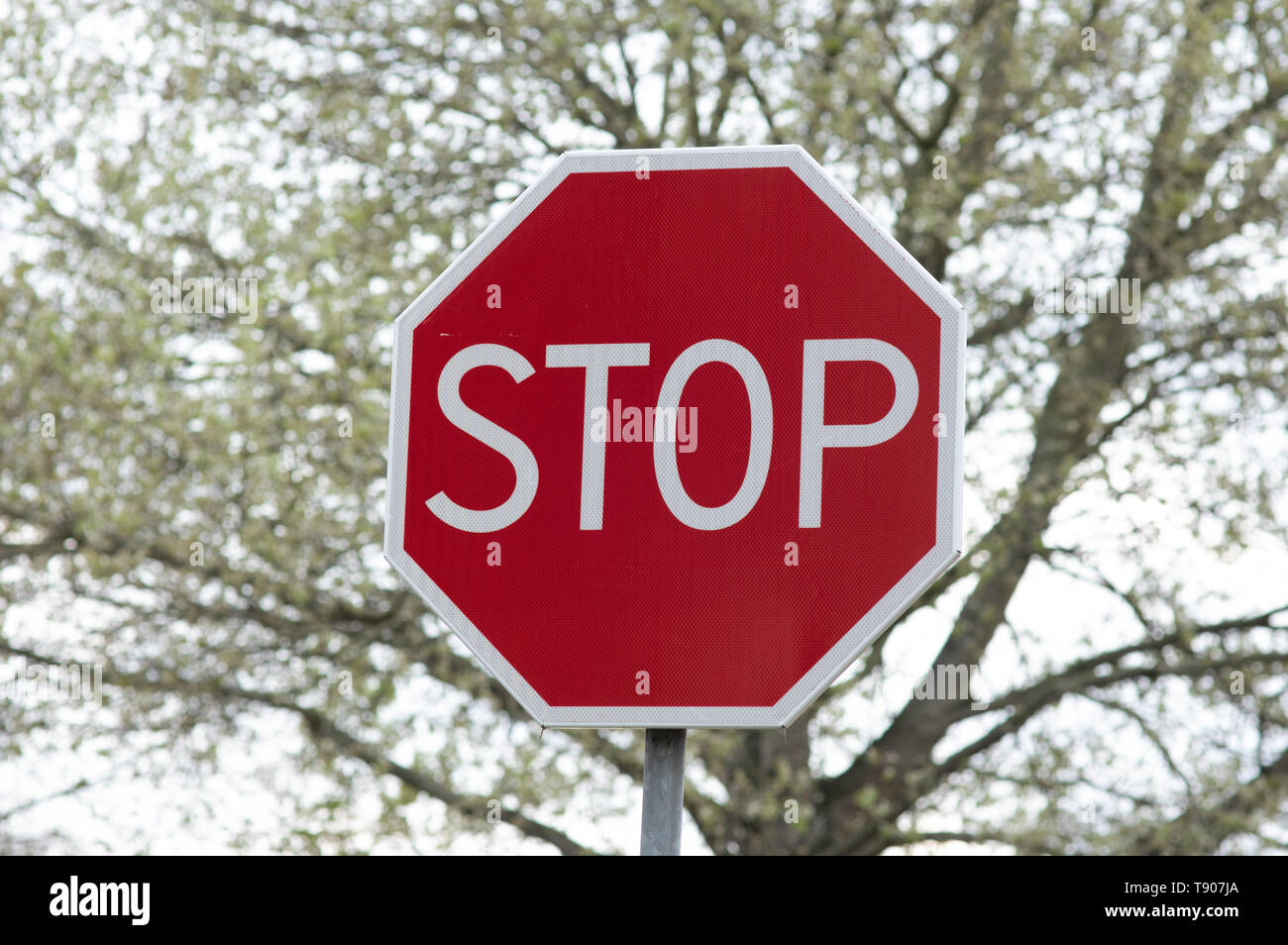 Red stop traffic sign, with trees in the background Stock Photo - Alamy