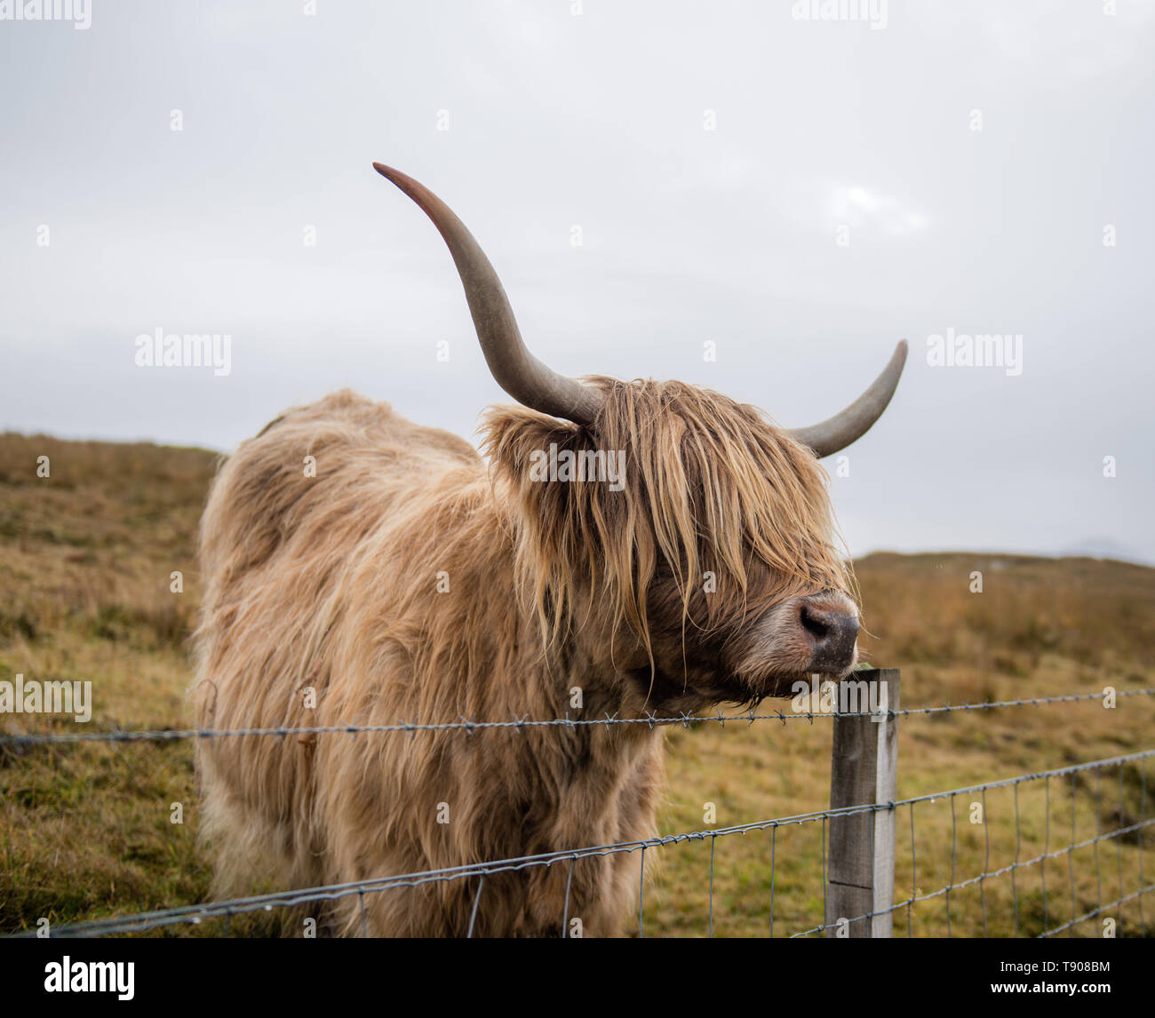 Highland Cow, Isle of Skye, Scotland Stock Photo - Alamy