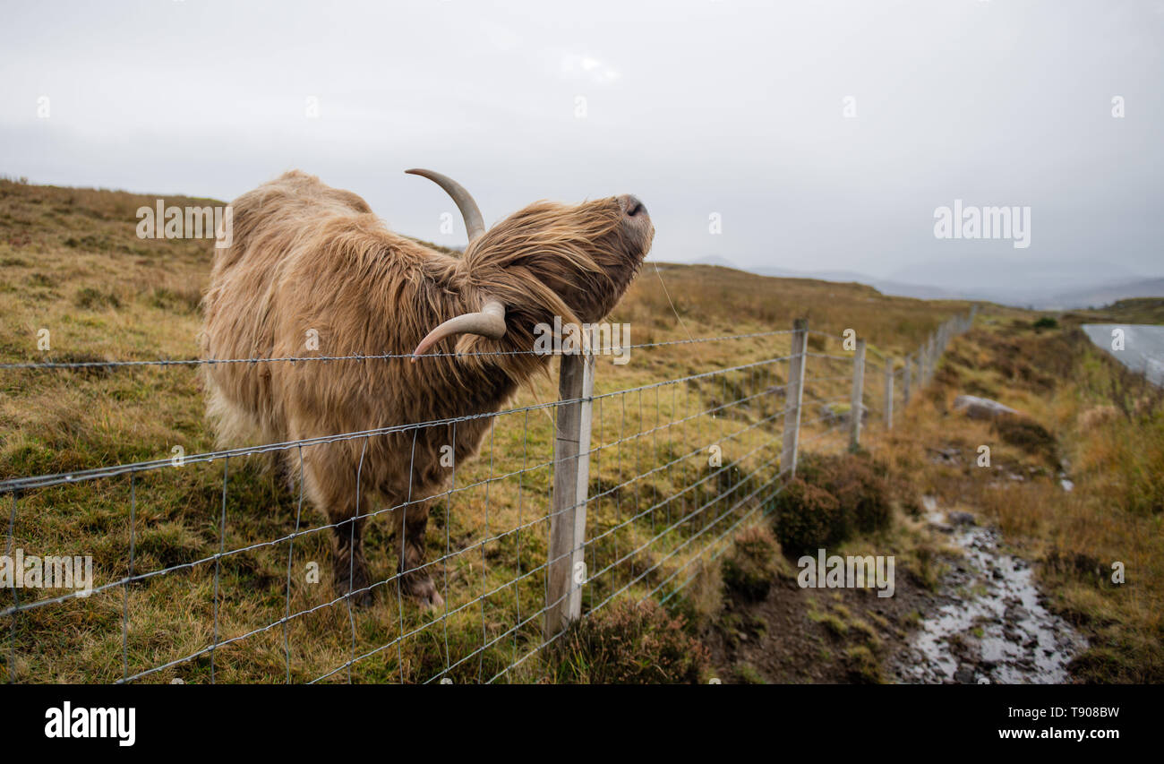 Highland Cow scratching on post, Isle of Skye, Scotland Stock Photo - Alamy