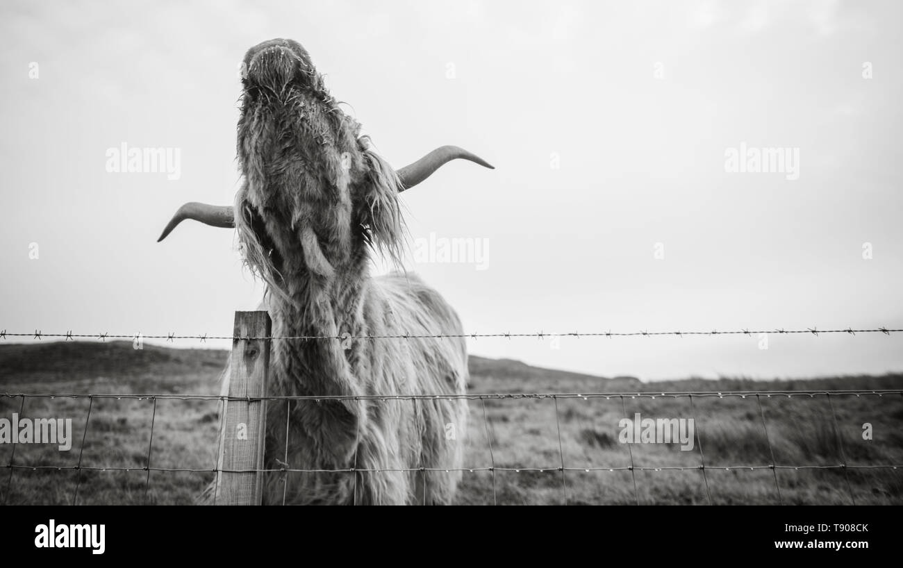 Highland Cow scratching on post, Isle of Skye, Scotland Stock Photo - Alamy