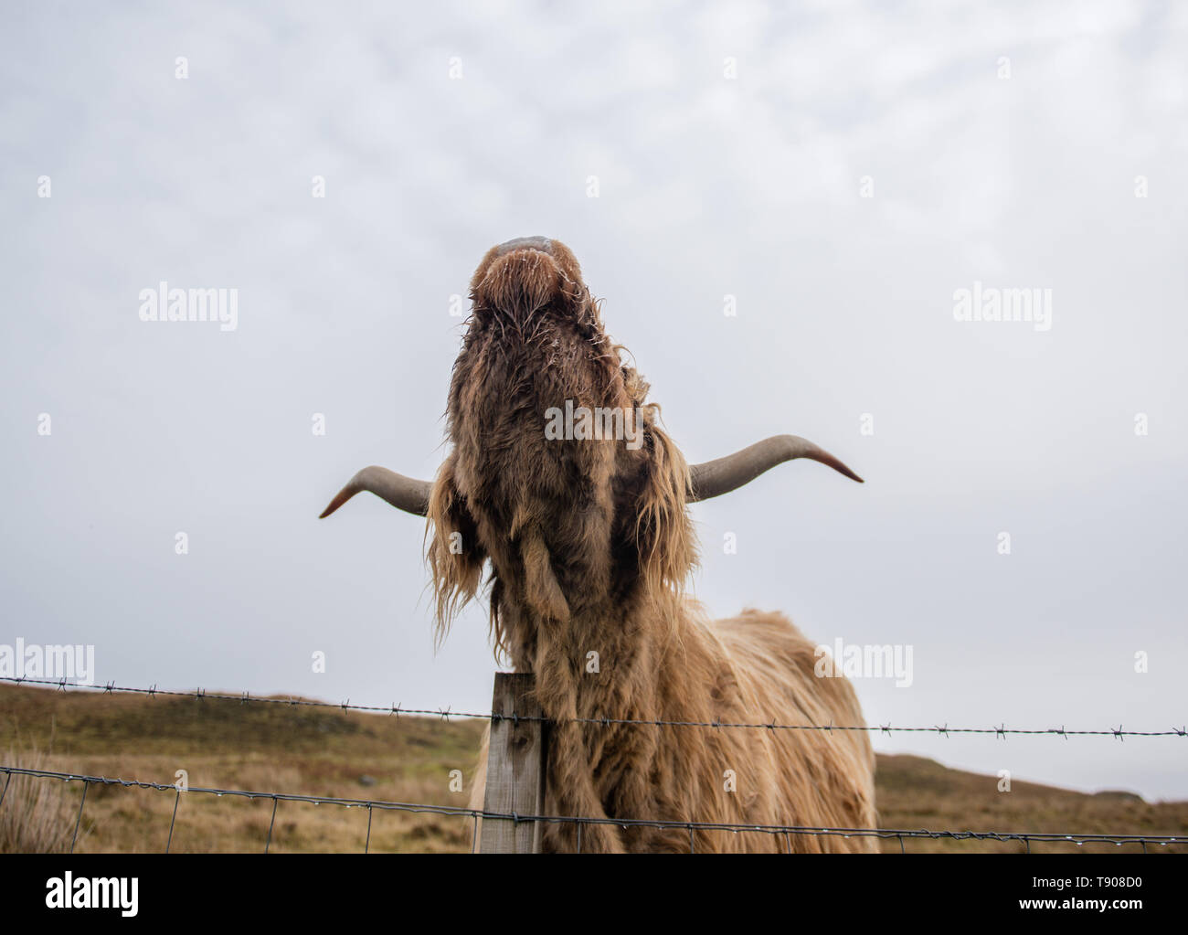 Cattle Scratching Post High Resolution Stock Photography and Images - Alamy