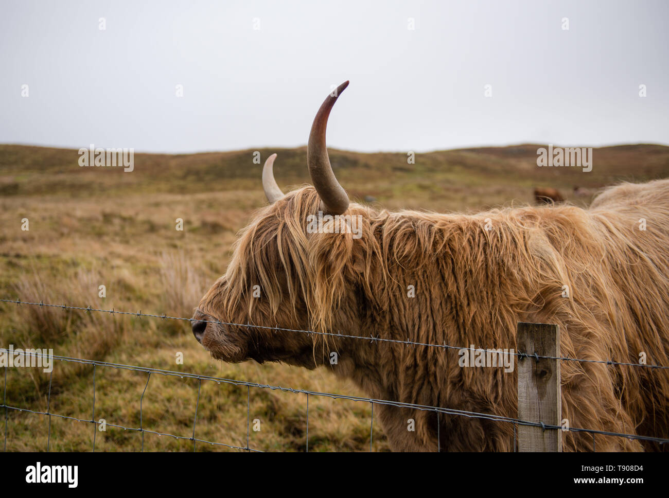 Isolated highland cow hi-res stock photography and images - Alamy