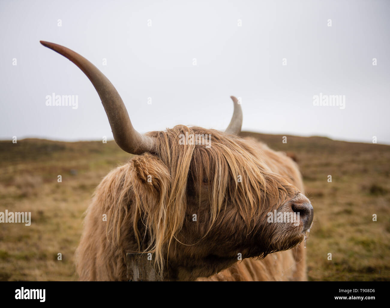 Highland Cow, Isle of Skye, Scotland Stock Photo - Alamy