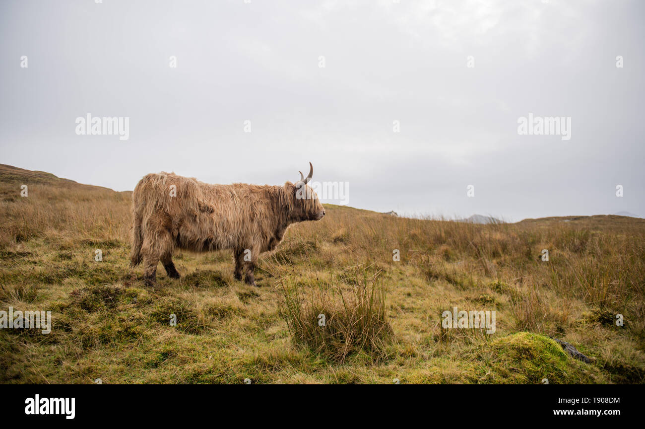 Highland Cow, Isle of Skye, Scotland Stock Photo - Alamy