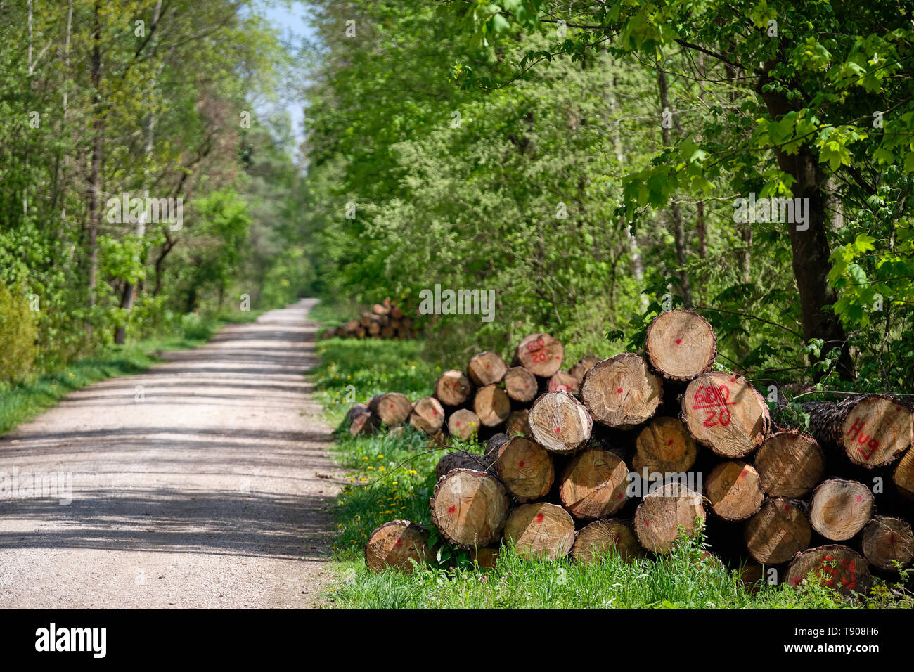 Environmental forestry work hi-res stock photography and images - Alamy