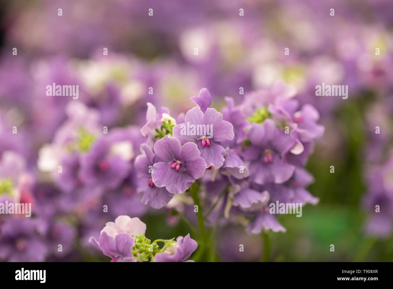 Garden mirabelle hi-res stock photography and images - Alamy