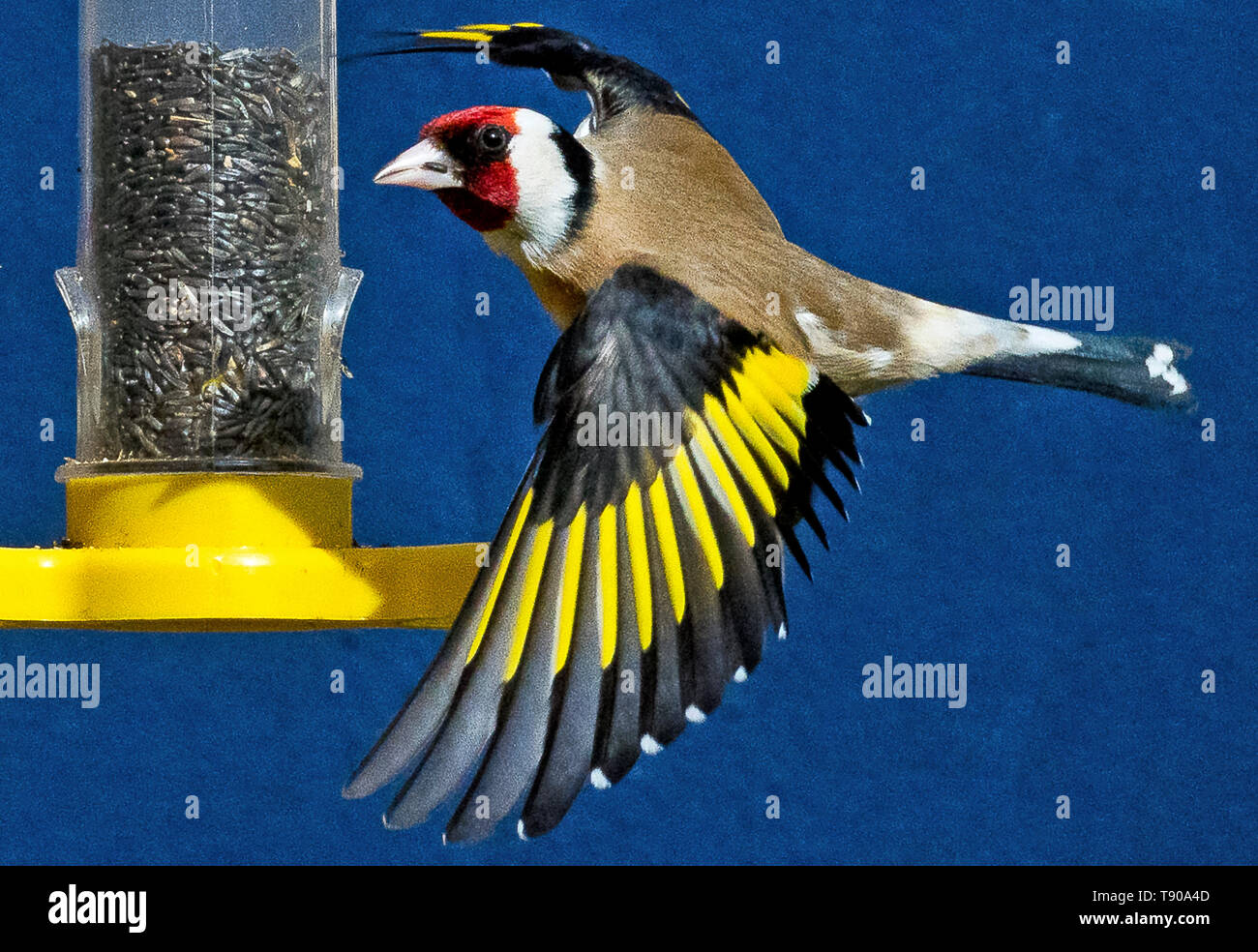 Goldfinch in flight hi-res stock photography and images - Alamy