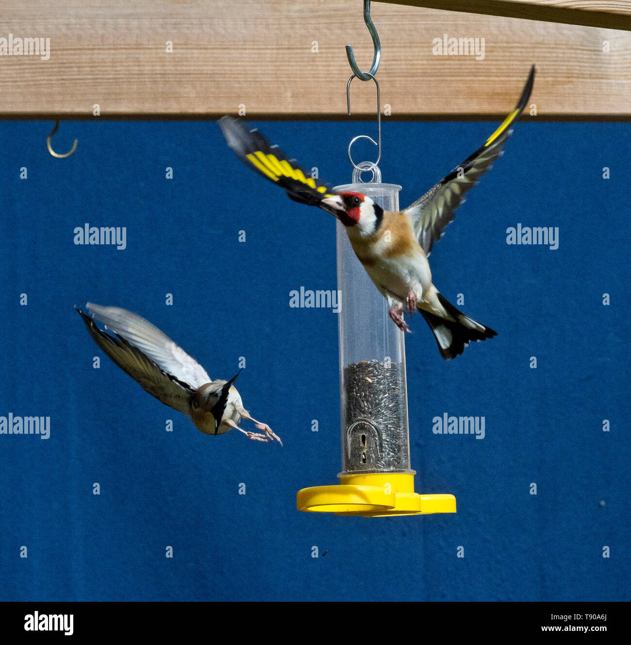 Goldfinch in flight hi-res stock photography and images - Alamy