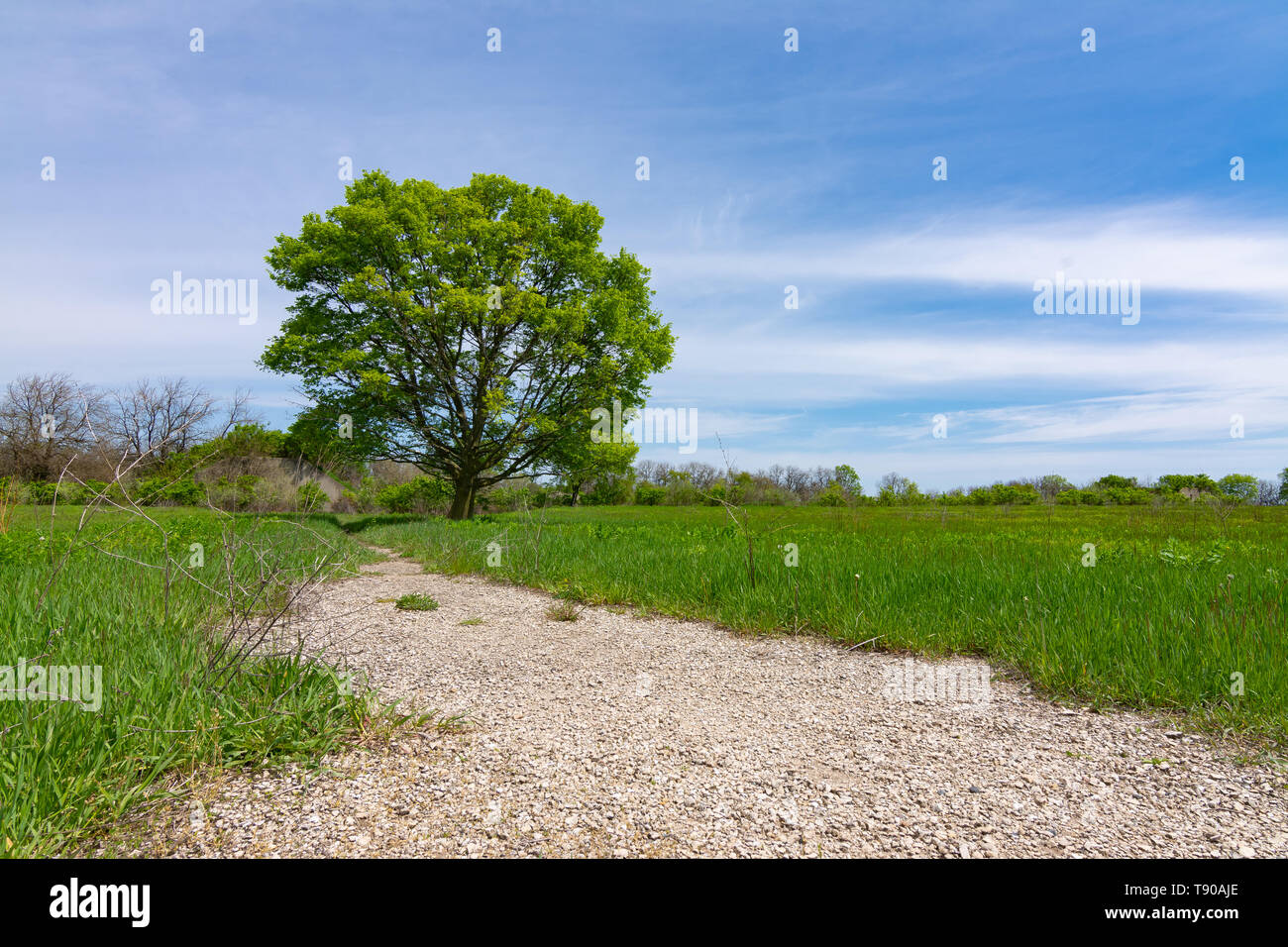 Dirt path with single tree on a beautiful Spring morning. Midewin ...