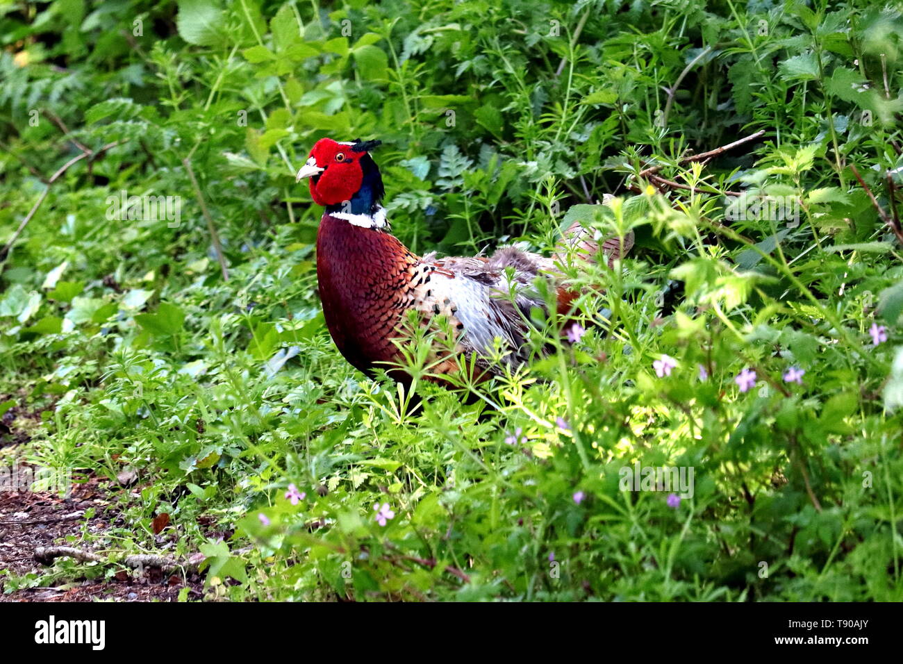 The common or ring-necked pheasant, Phasianus colchicus, is a bird in ...