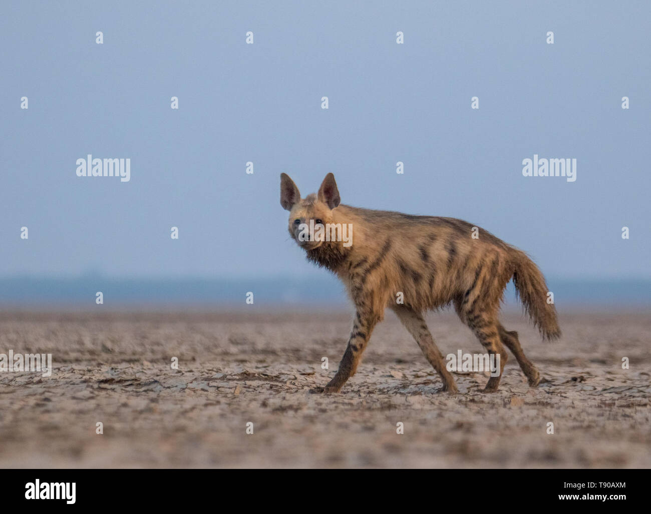 An indian Striped Hyena Stock Photo - Alamy
