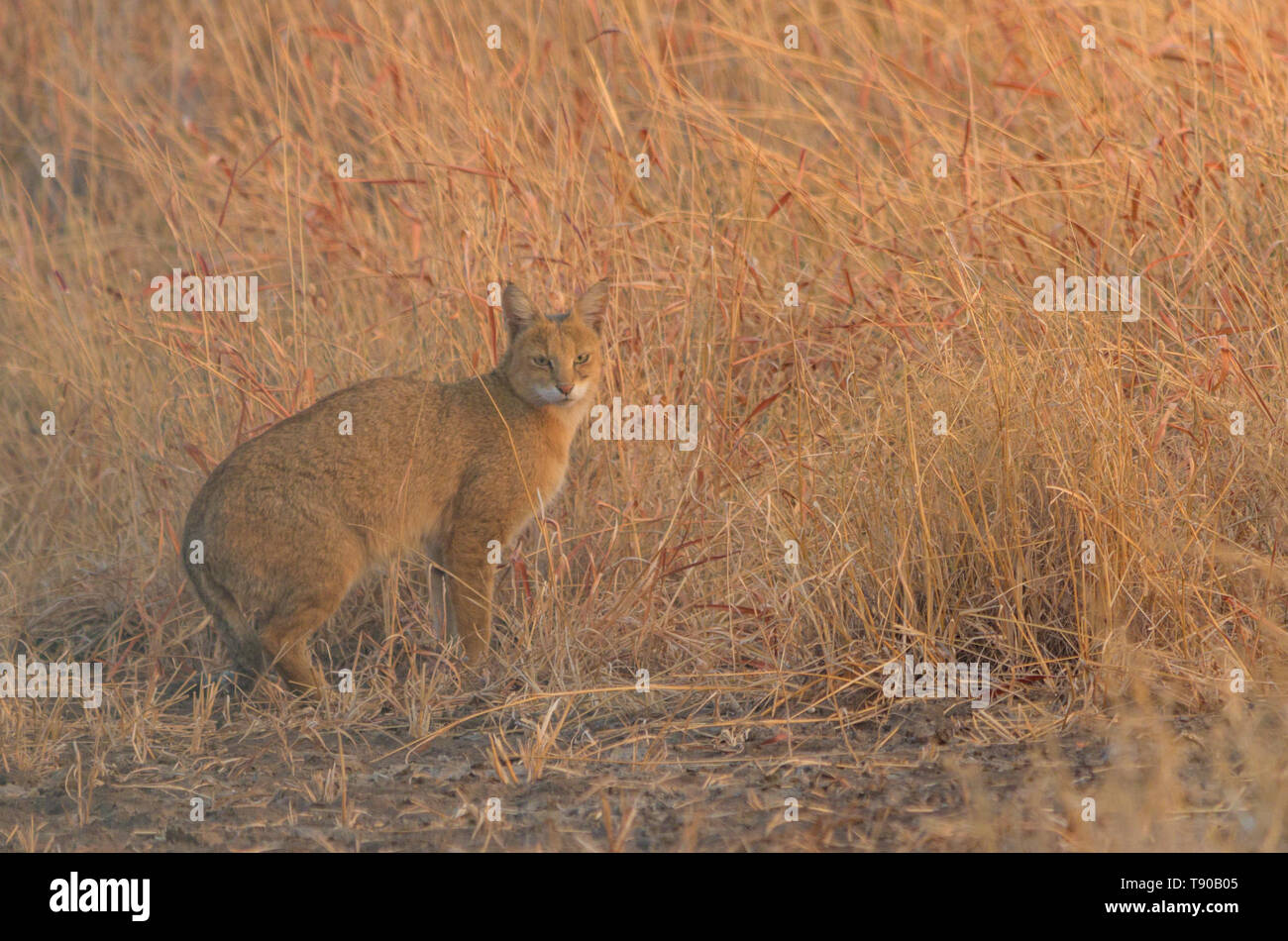 An indian Striped Hyena Stock Photo - Alamy