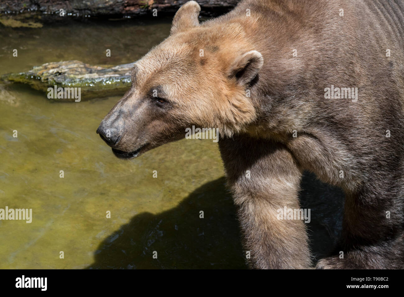 Polar bear - brown bear hybrid / polar bear-grizzly bear hybrid also ...
