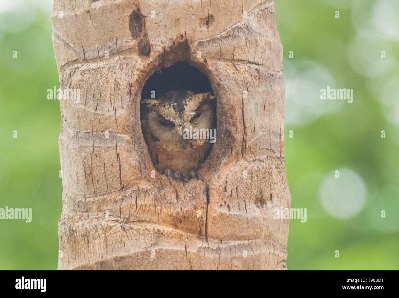 An indian Striped Hyena Stock Photo - Alamy