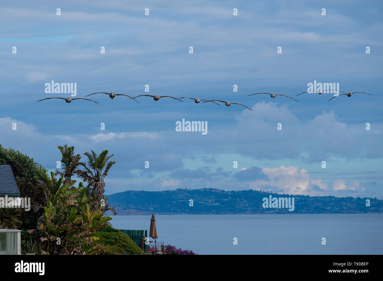 Sea birds in flight over the ocean Stock Photo - Alamy