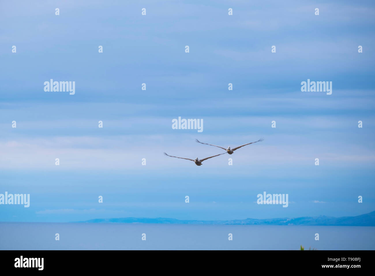 Sea birds in flight over the ocean Stock Photo - Alamy