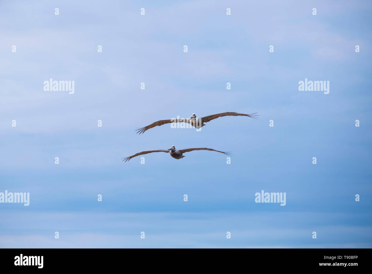 Sea birds in flight over the ocean Stock Photo - Alamy