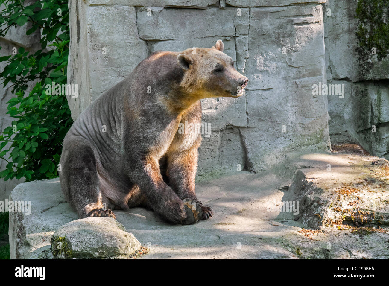 Pizzly Bear High Resolution Stock Photography and Images - Alamy