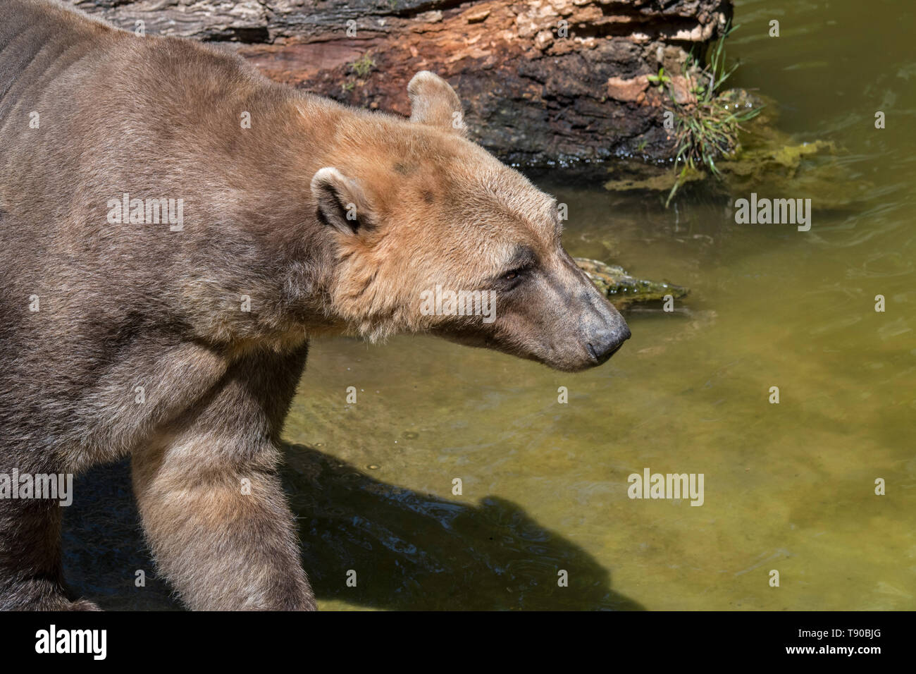 Pizzly Bear High Resolution Stock Photography and Images - Alamy