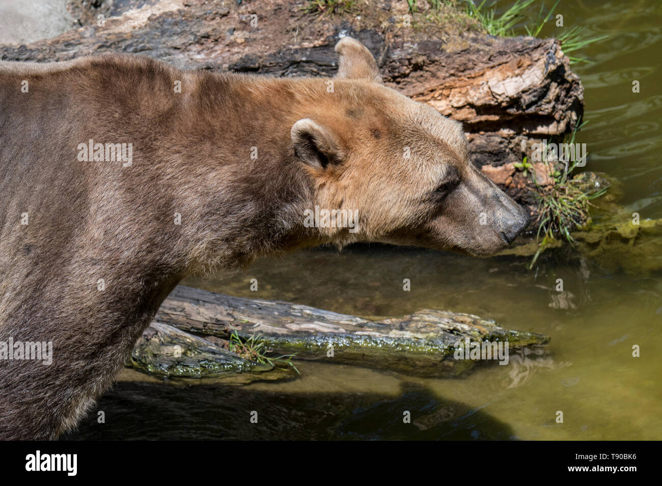 Pizzly bear hi-res stock photography and images - Alamy